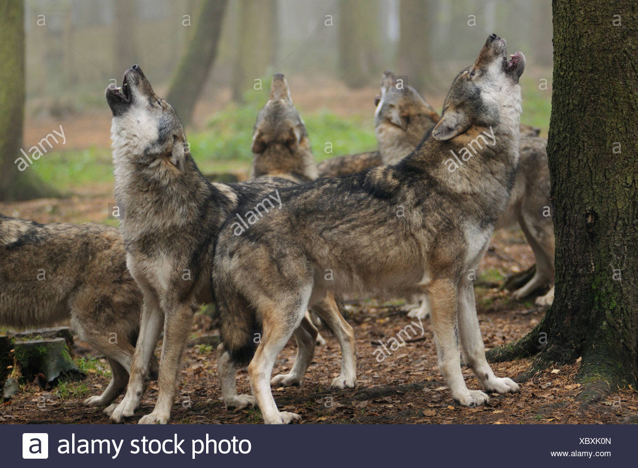 Wolves Howling High Resolution Stock Photography and Images - Alamy