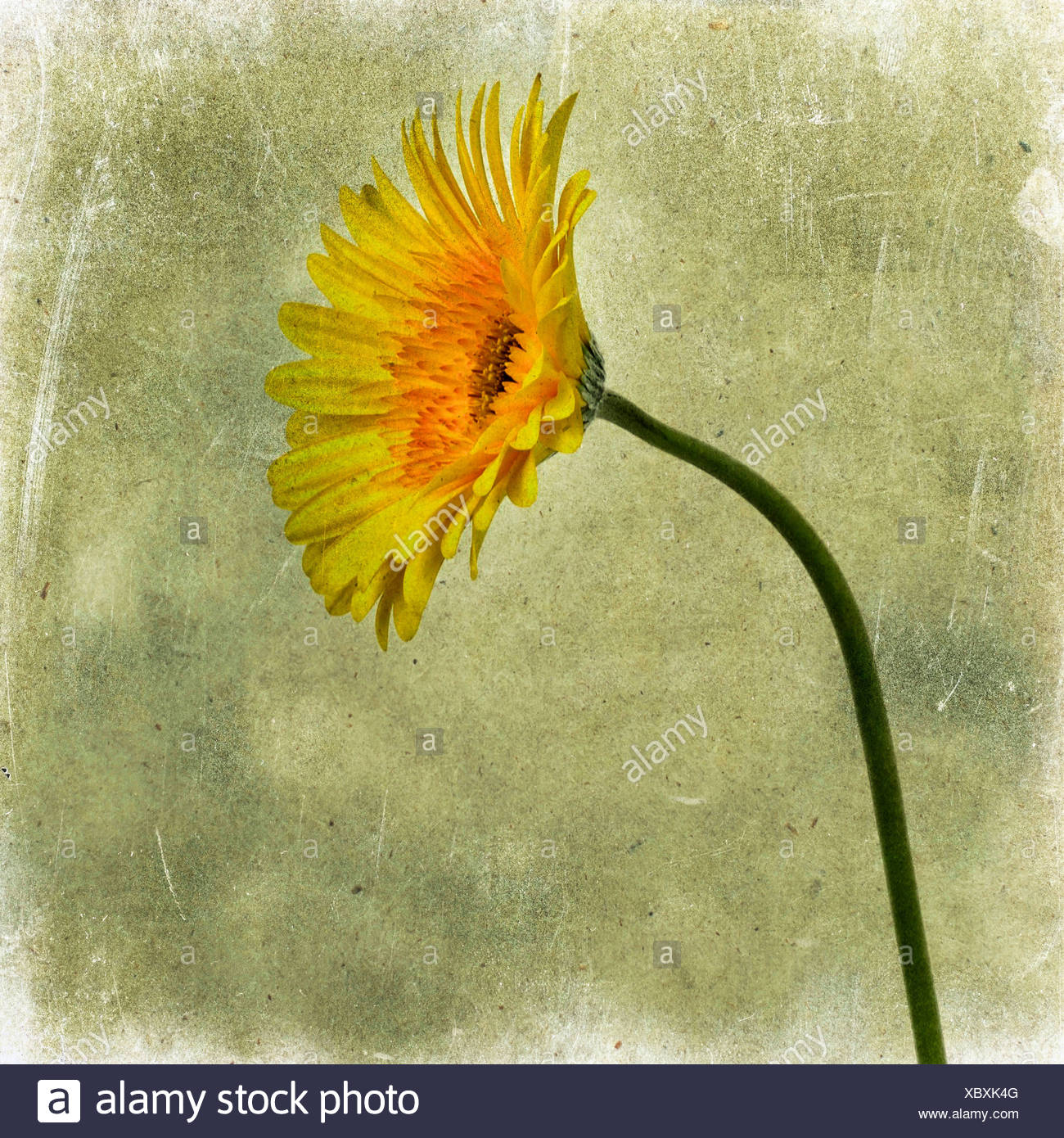 Yellow Gerbera Daisies High Resolution Stock Photography and Images - Alamy