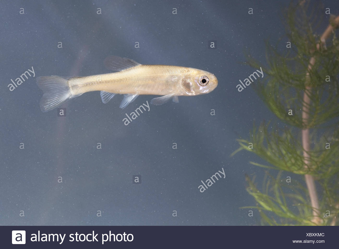 Fathead Minnow High Resolution Stock Photography and Images - Alamy