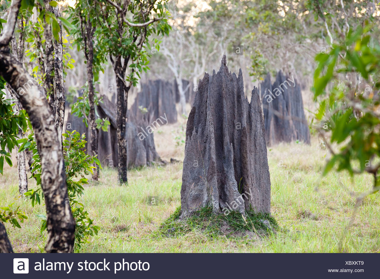 Magnetic Termite Amitermes Laurensis Termite High Resolution Stock ...