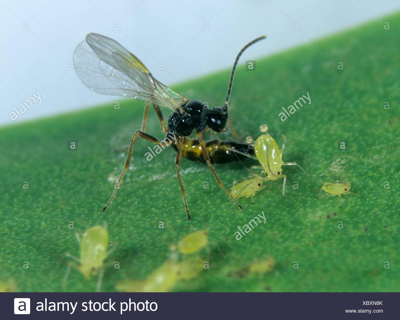 Ichneumonidea High Resolution Stock Photography and Images - Alamy