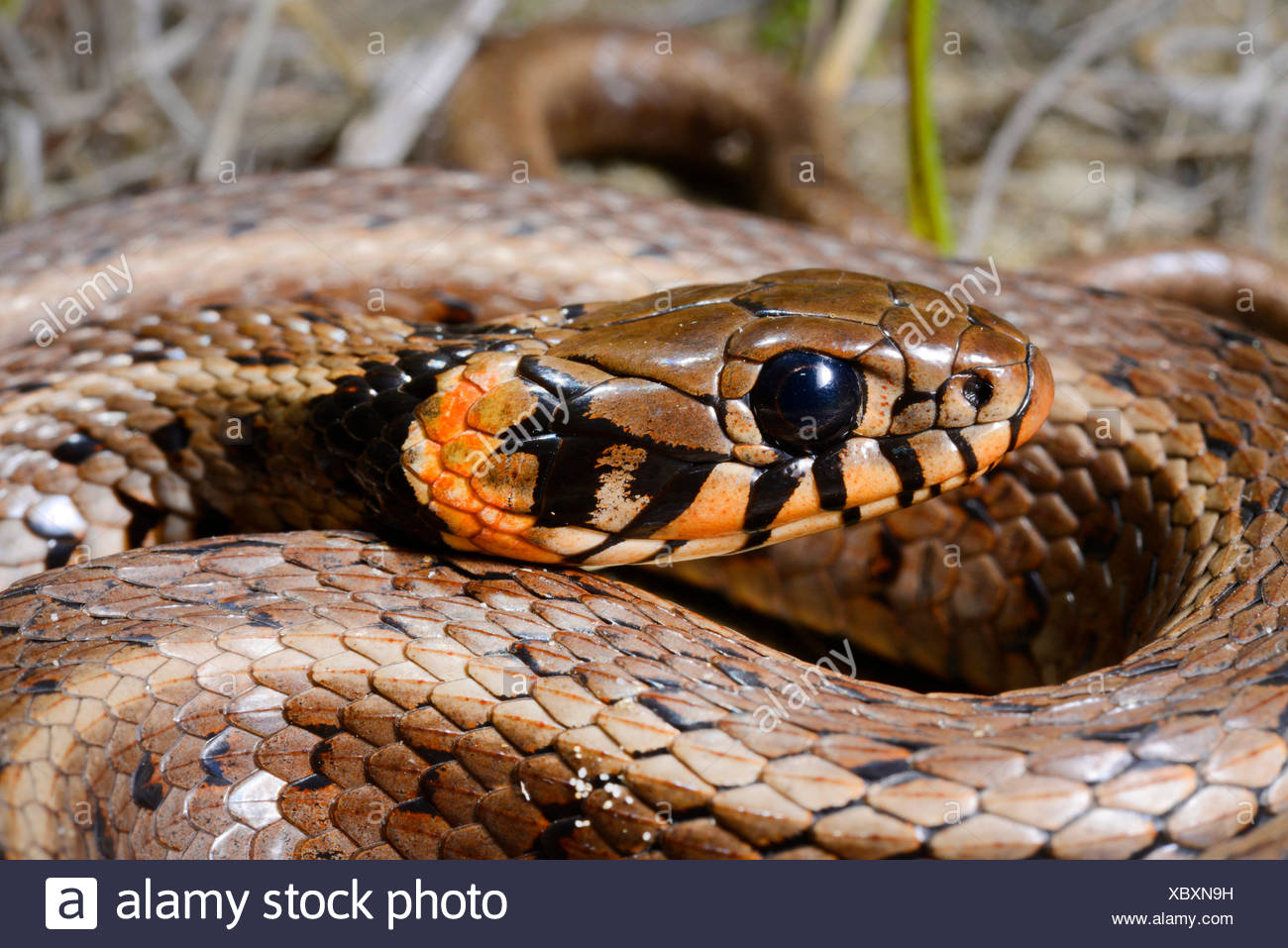 Ups Romania High Resolution Stock Photography and Images - Alamy