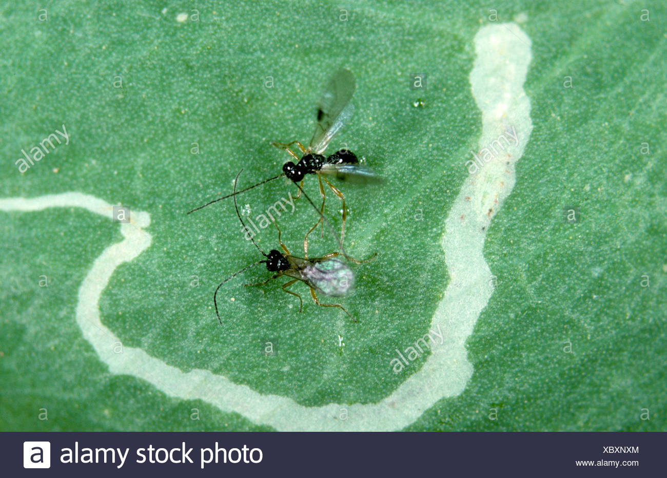 Oviposit High Resolution Stock Photography and Images - Alamy