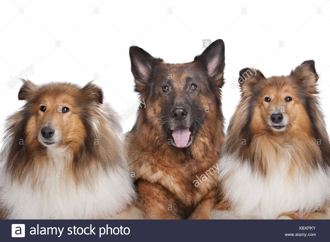 Rough Collie Dogs High Resolution Stock Photography and Images - Alamy