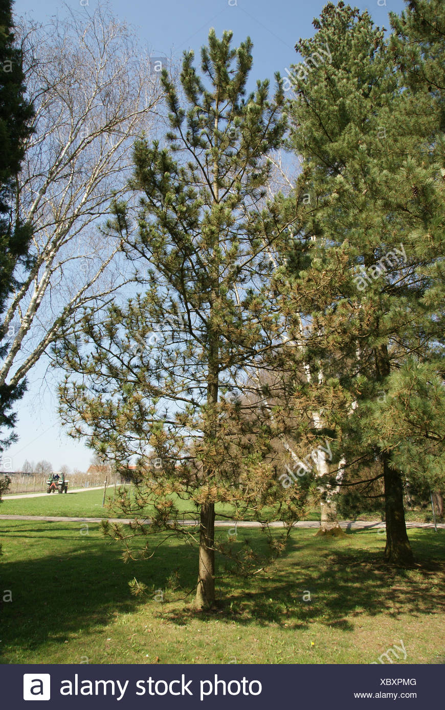Pinus Heldreichi Leucodermis High Resolution Stock Photography and ...