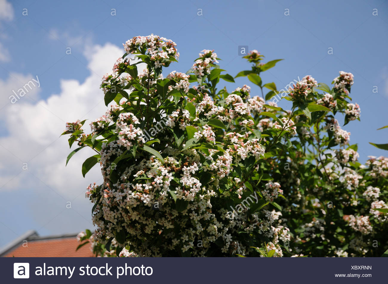 Mosanensis High Resolution Stock Photography and Images - Alamy