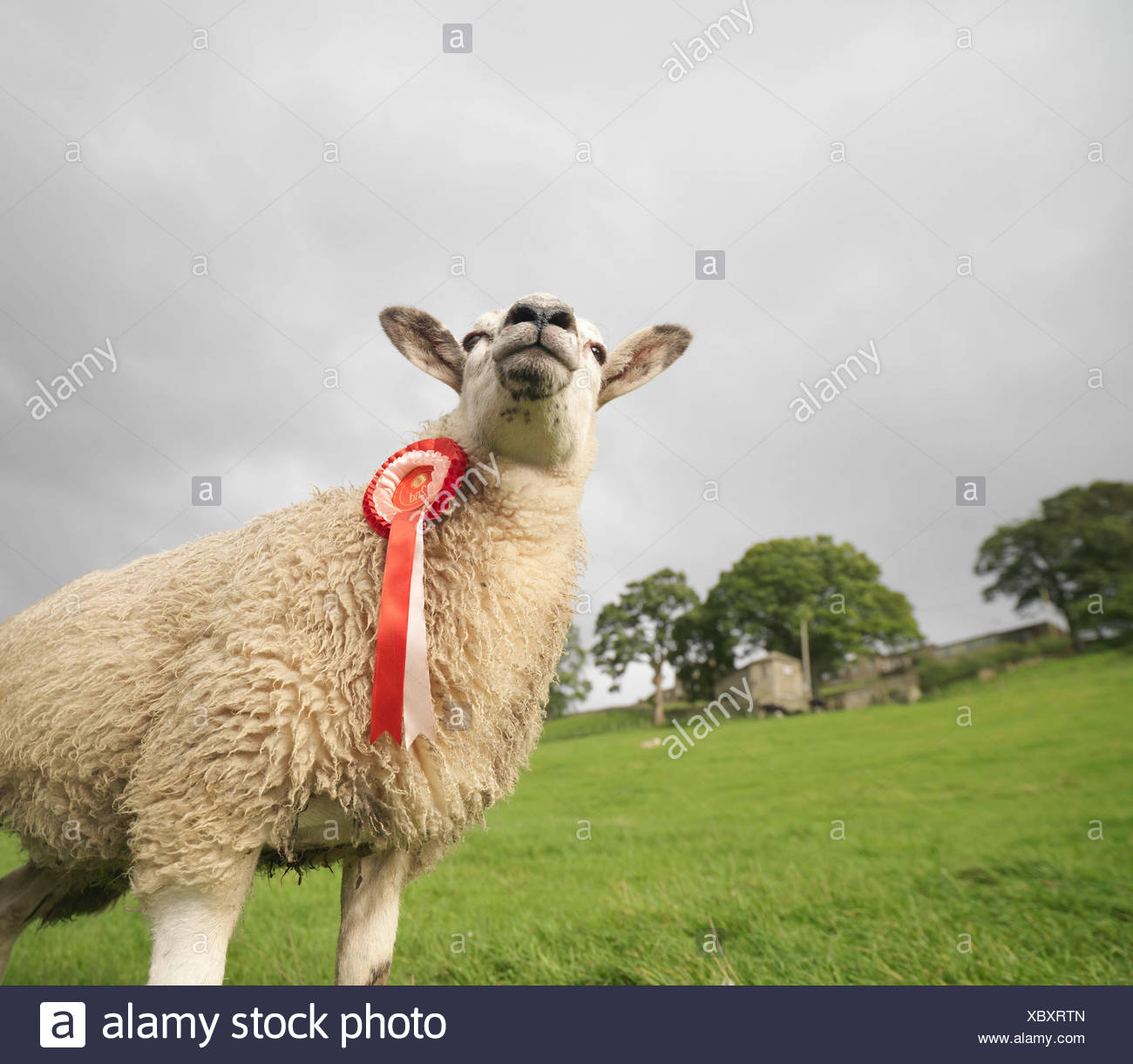 Award Winning Sheep Stock Photos & Award Winning Sheep Stock Images - Alamy