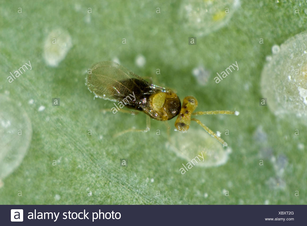 Parasitoid Larva High Resolution Stock Photography and Images - Alamy