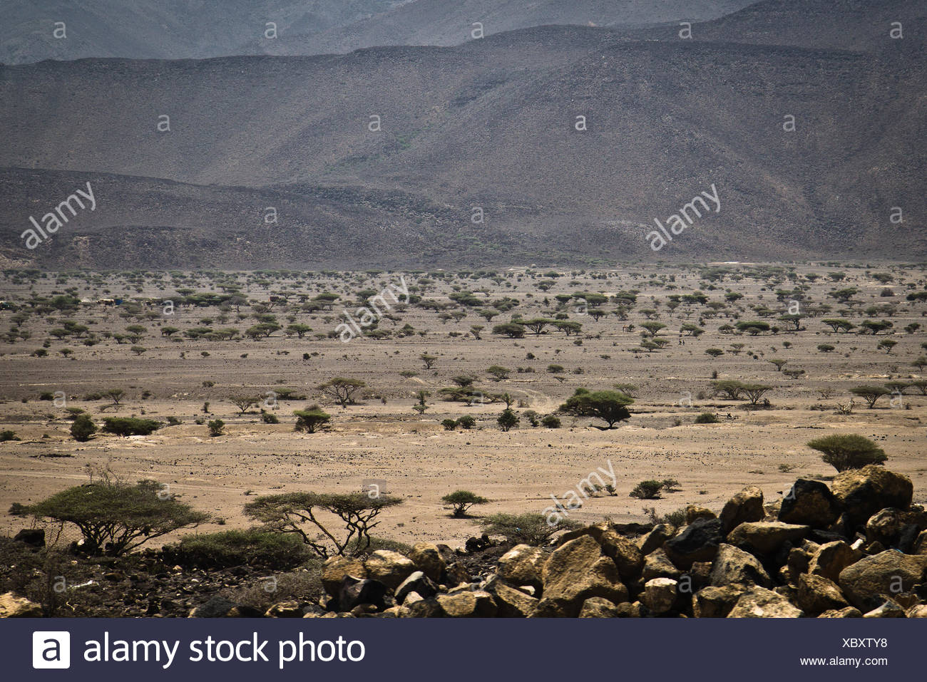 Savanna Tree Shrub Grass High Resolution Stock Photography and Images ...