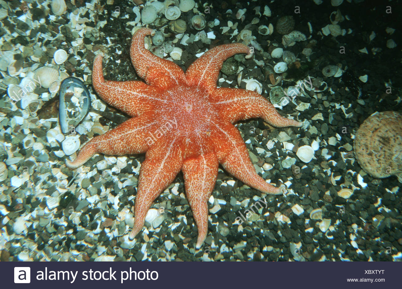 Sunstar Starfish High Resolution Stock Photography and Images - Alamy