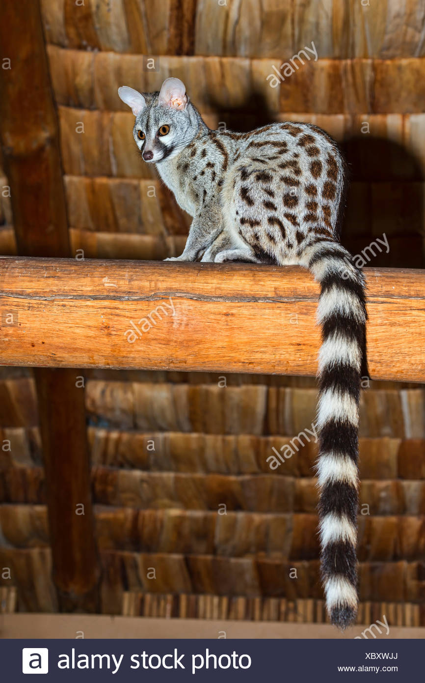 Genetta Genetta Genetta Tigrina High Resolution Stock Photography and ...