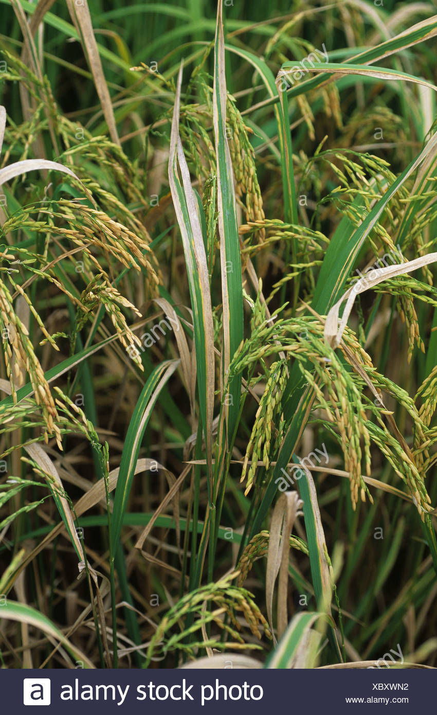 Xanthomonas High Resolution Stock Photography and Images - Alamy