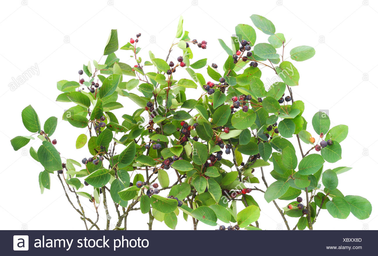Rhamnus Frangula High Resolution Stock Photography and Images - Alamy