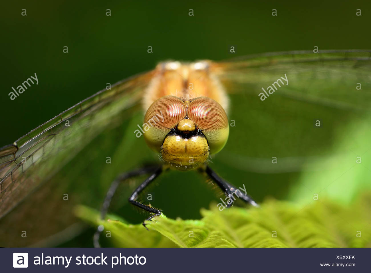 Ruddy Face Stock Photos & Ruddy Face Stock Images - Alamy
