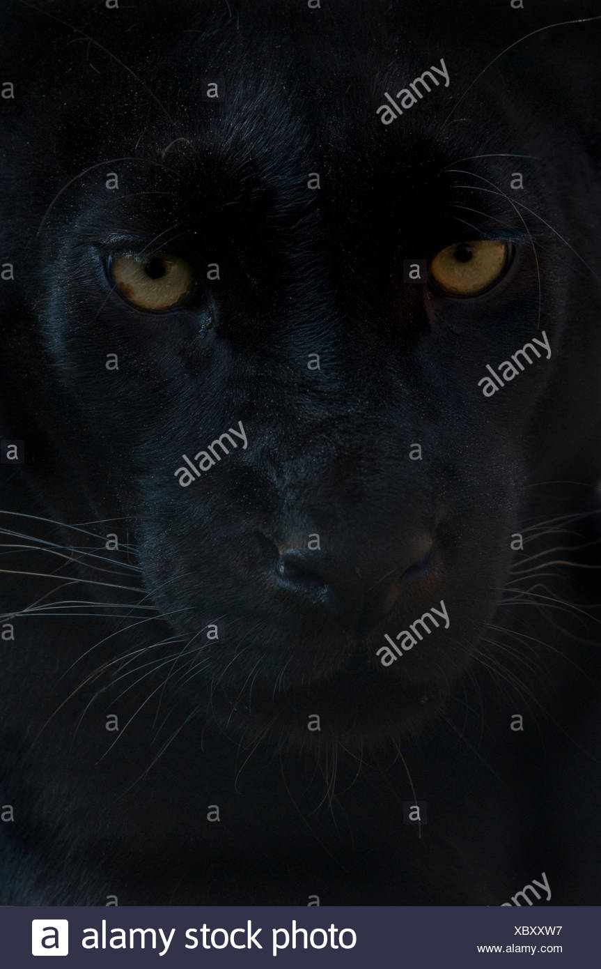 Leopard Heads High Resolution Stock Photography and Images - Alamy