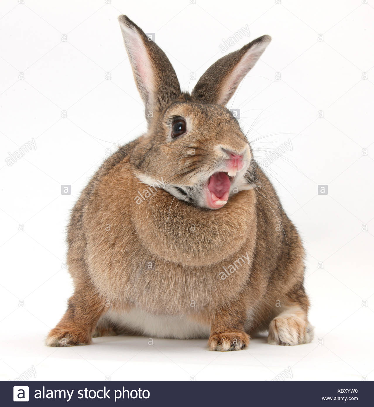 Agouti And White High Resolution Stock Photography and Images - Alamy