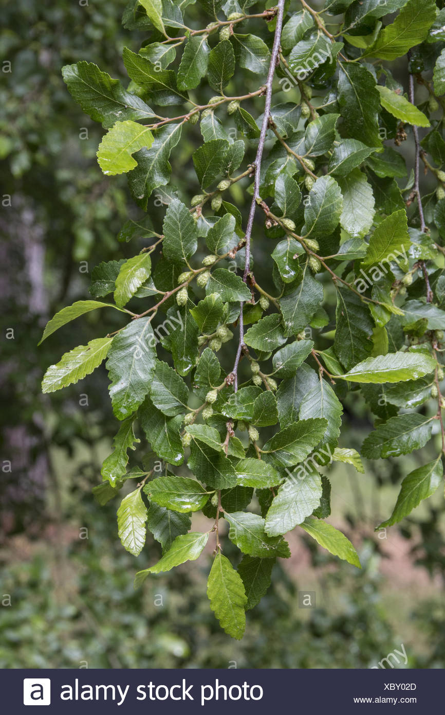 Nothofagus Leaf Stock Photos & Nothofagus Leaf Stock Images - Alamy