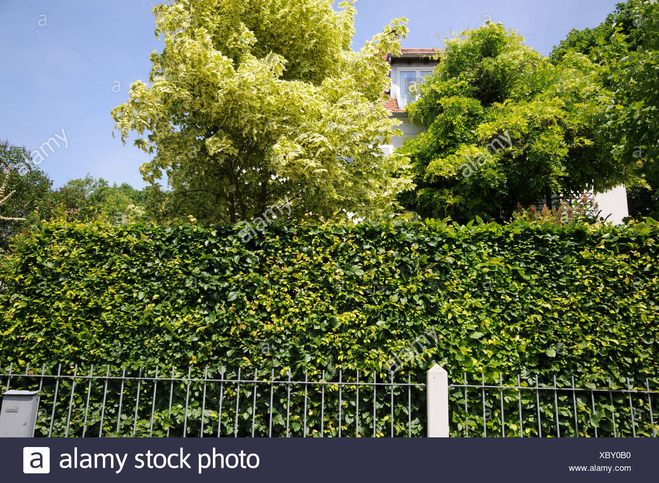 Beech Hedge Trees High Resolution Stock Photography and Images - Alamy