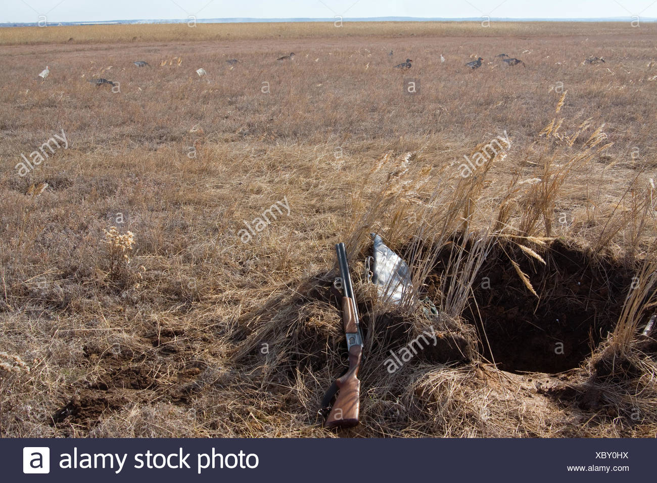 Geese Hunting High Resolution Stock Photography and Images - Alamy