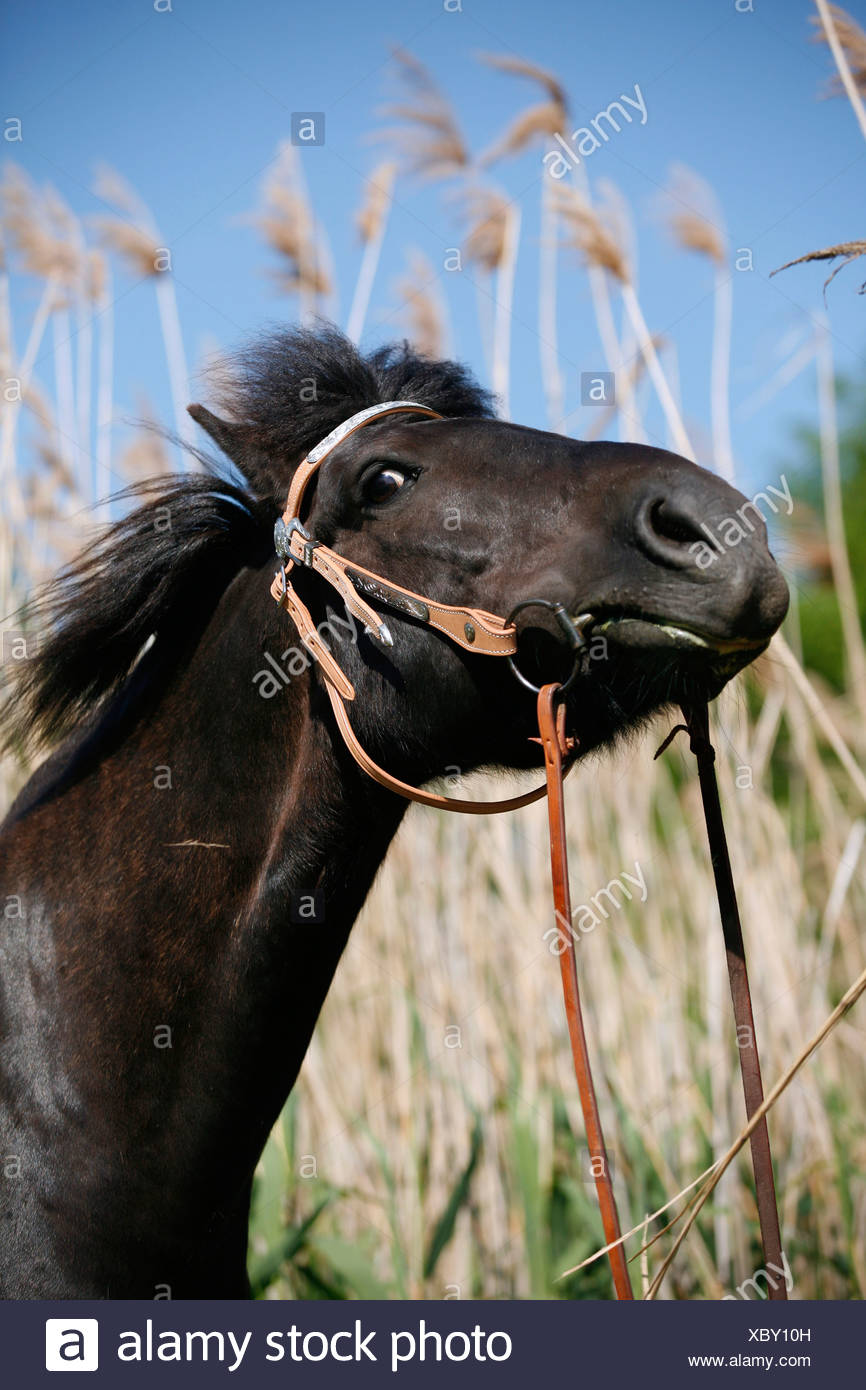 Rappe Black Horse High Resolution Stock Photography and Images - Alamy