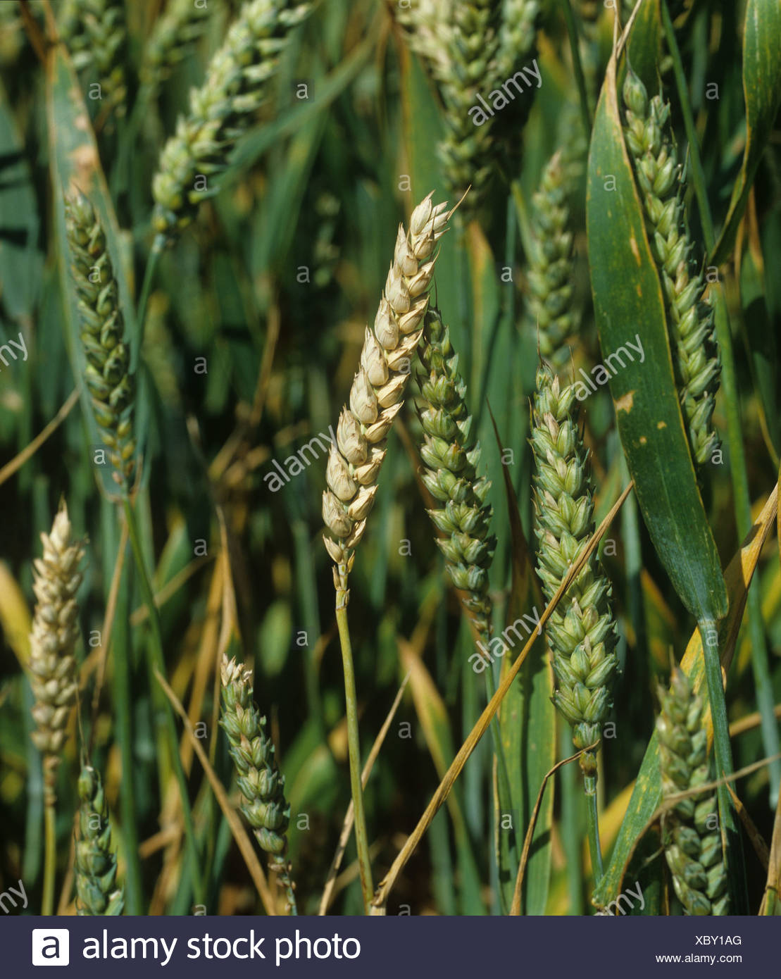 Fusarium Sp High Resolution Stock Photography and Images - Alamy