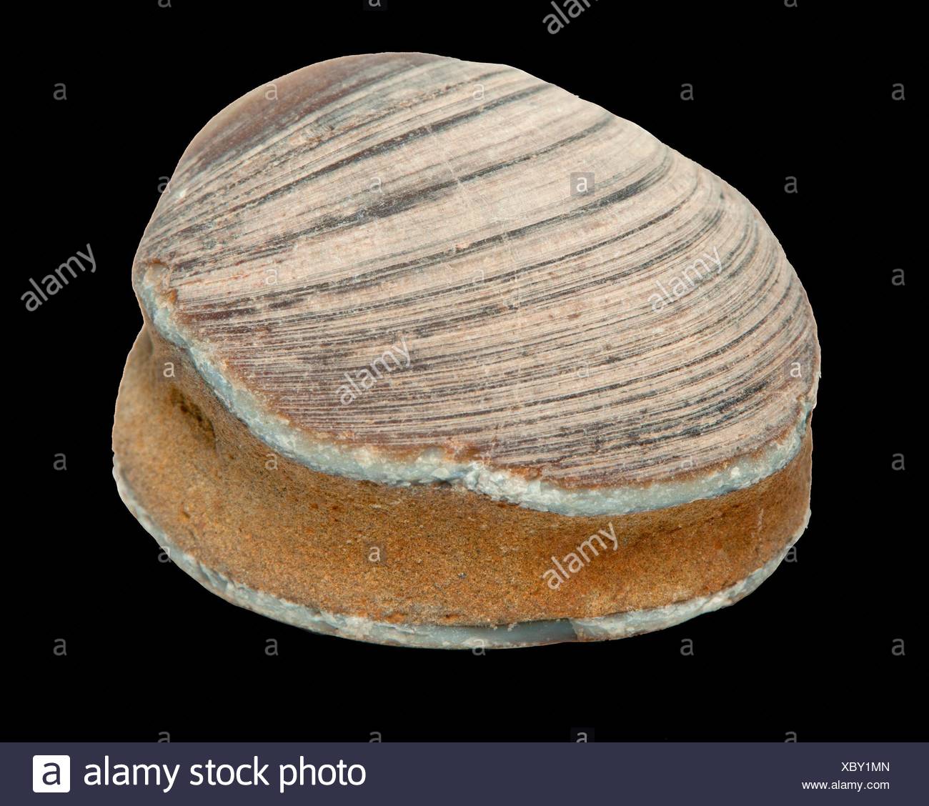 Rock Clam High Resolution Stock Photography and Images - Alamy