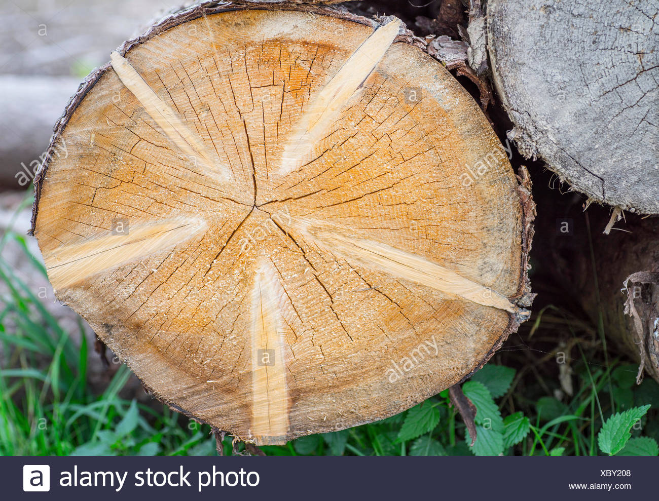 Radial Section High Resolution Stock Photography and Images - Alamy