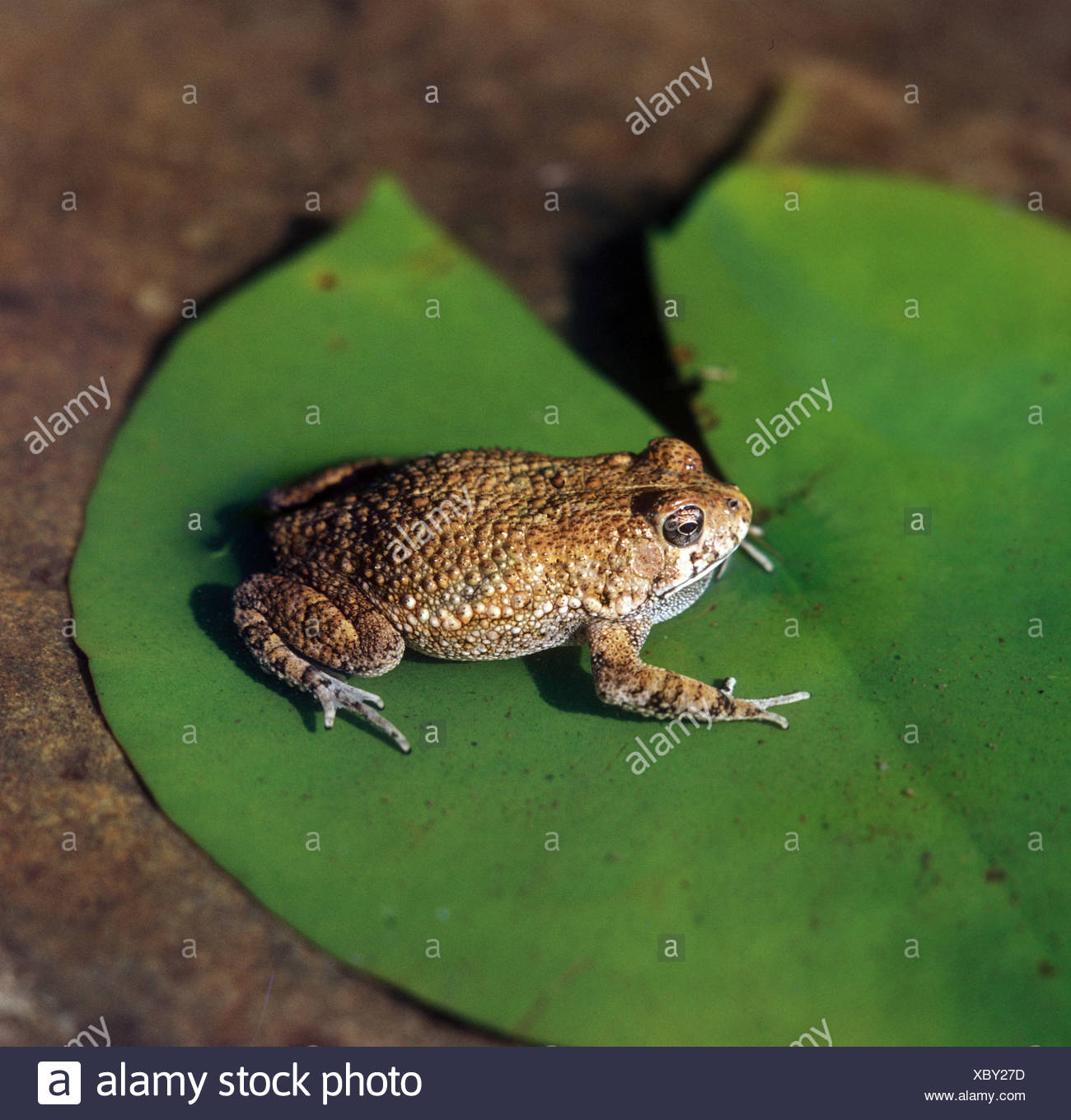 Square Marked Toad Bufo Stock Photos & Square Marked Toad Bufo Stock ...