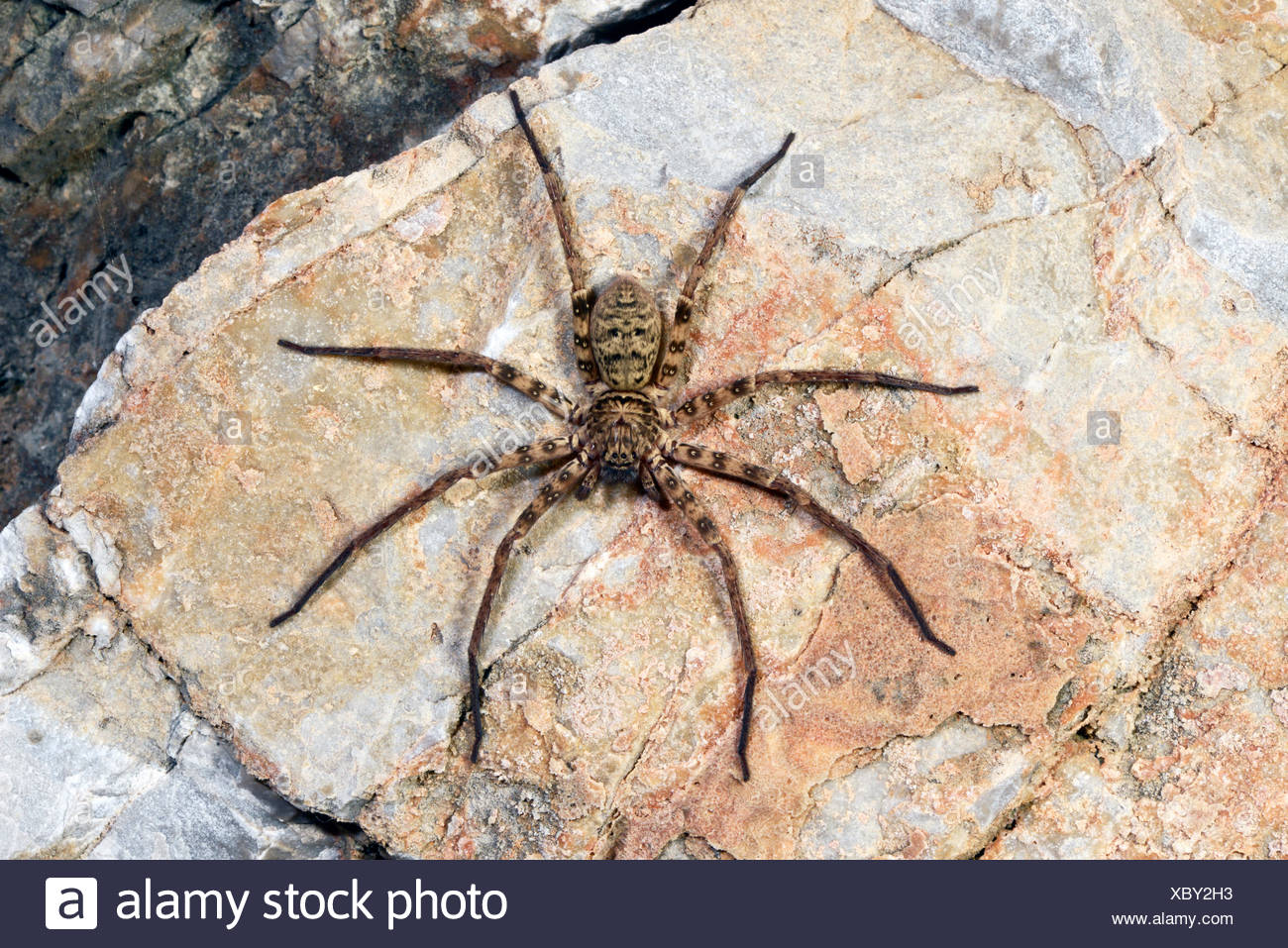 Giant Crab Spider Huntsman Spiders High Resolution Stock Photography ...