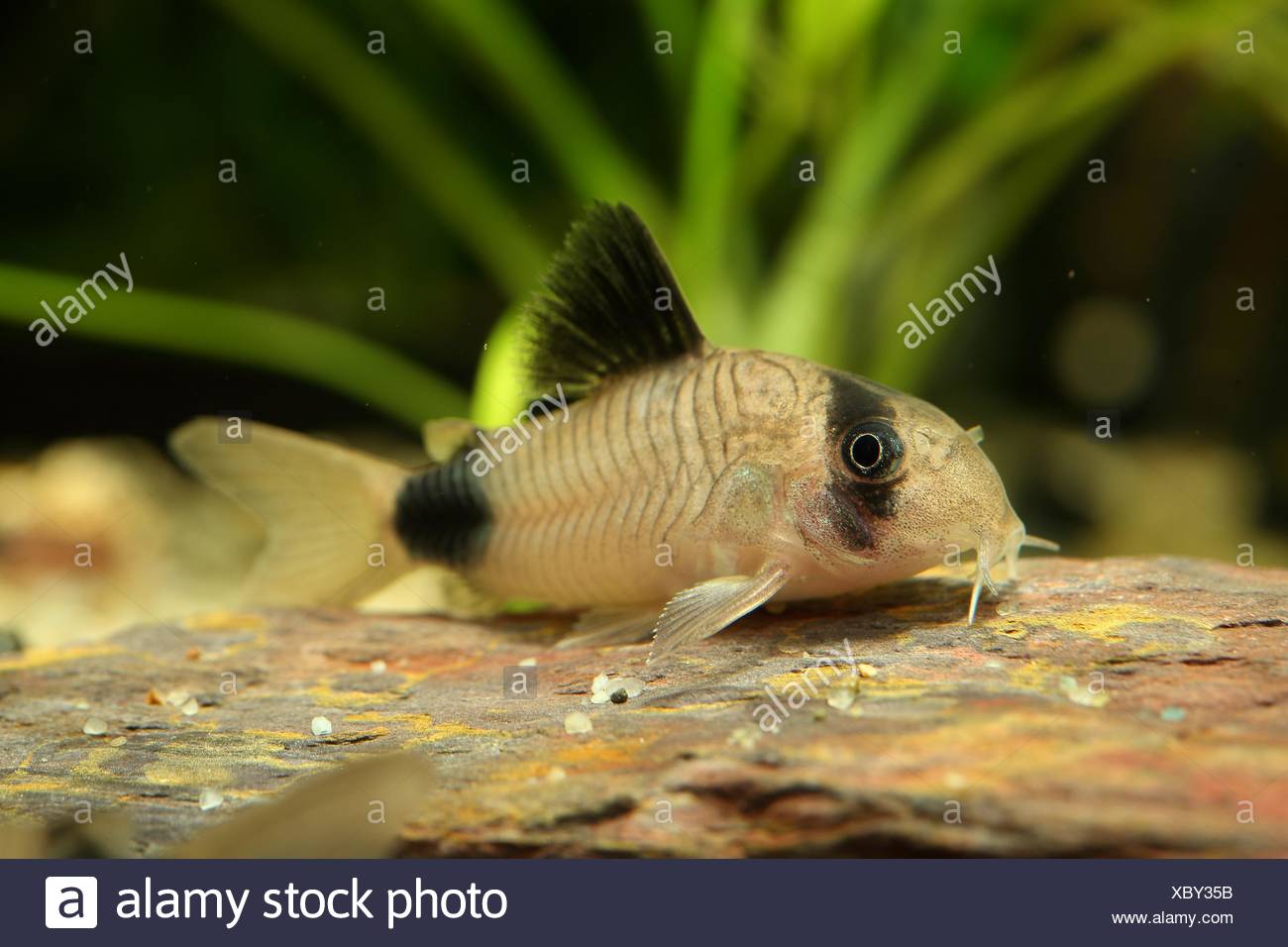 Corydoras Panda High Resolution Stock Photography and Images - Alamy