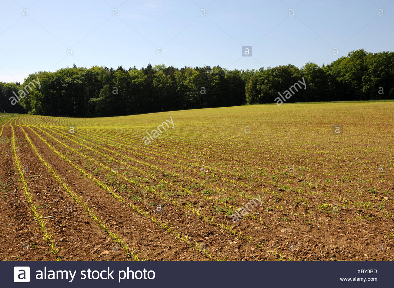 Maize Field High Resolution Stock Photography and Images - Alamy