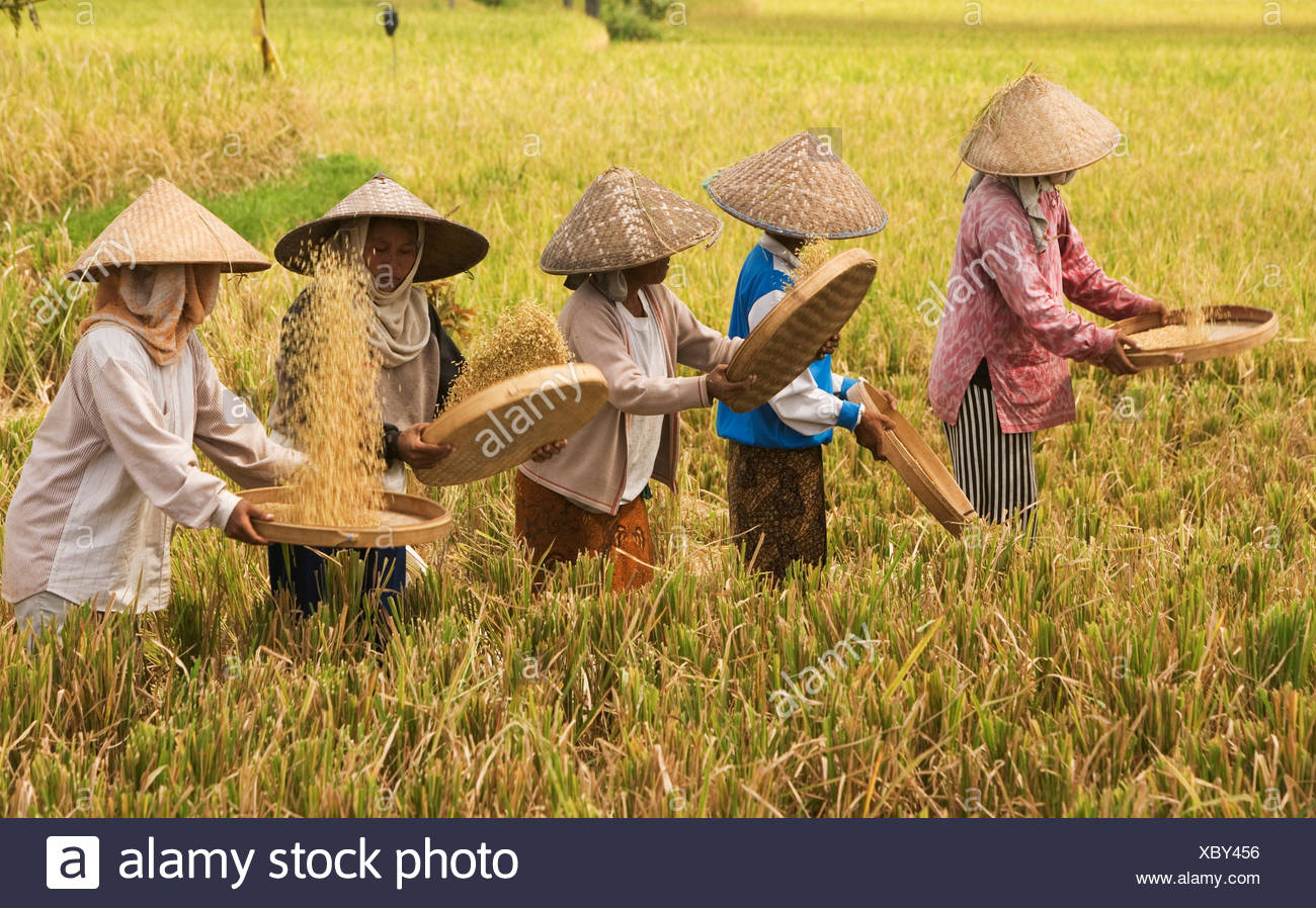 Traditional Threshing Stock Photos & Traditional Threshing Stock Images ...