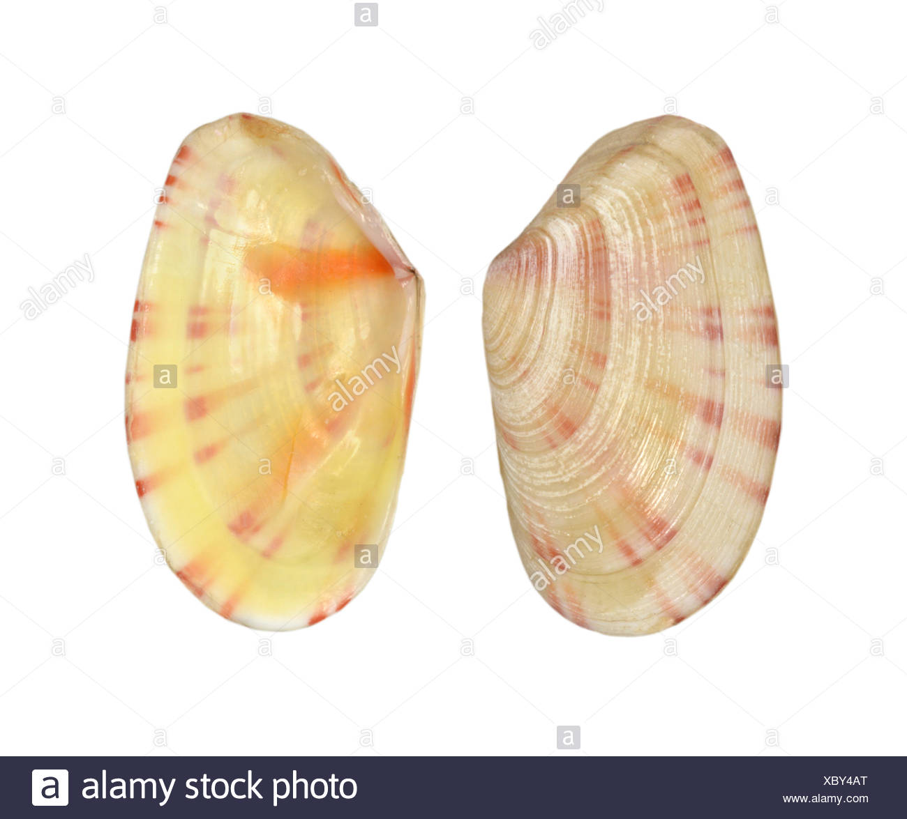 Marine Bivalve Molluscs High Resolution Stock Photography and Images ...