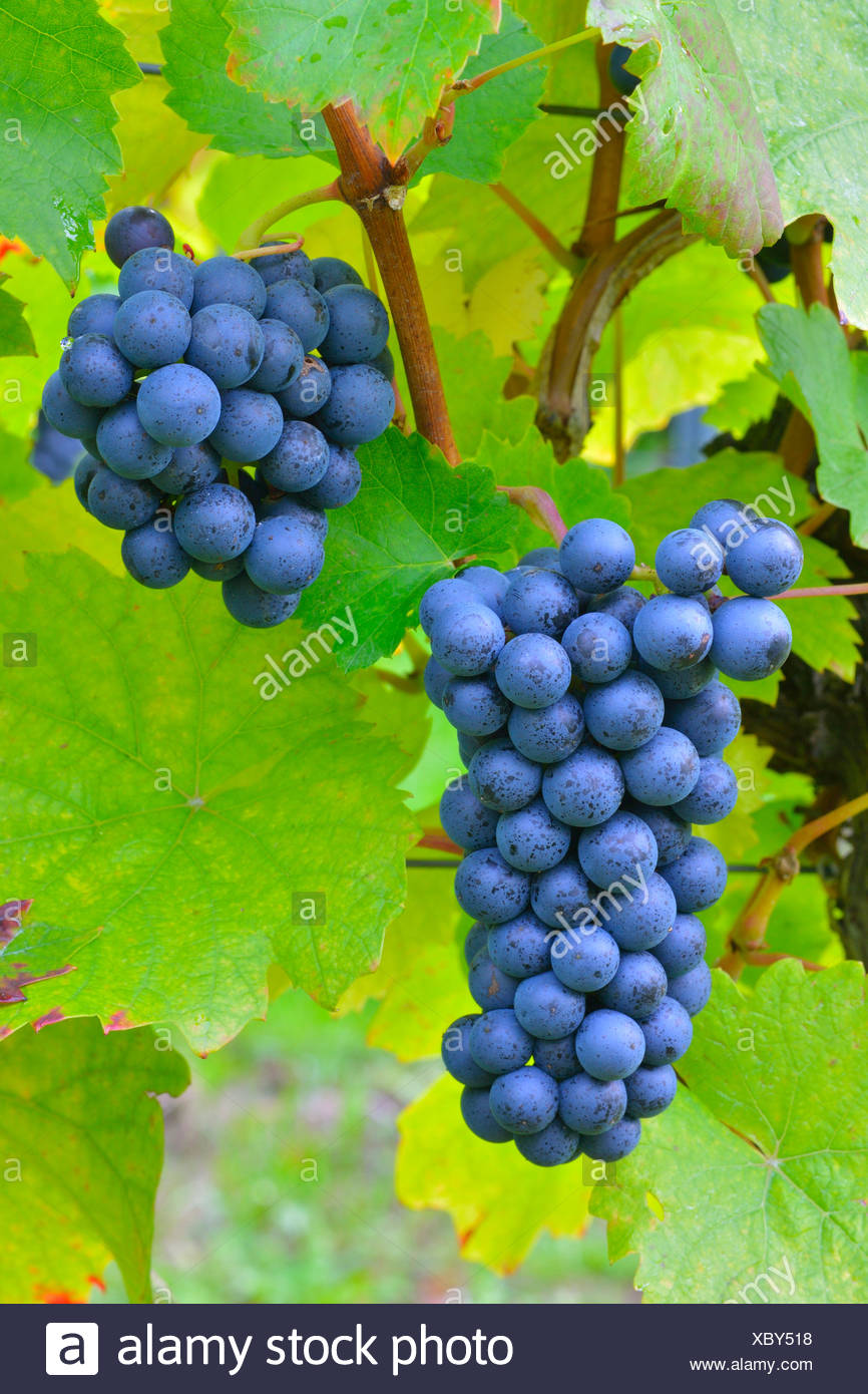 Lemberger High Resolution Stock Photography and Images - Alamy