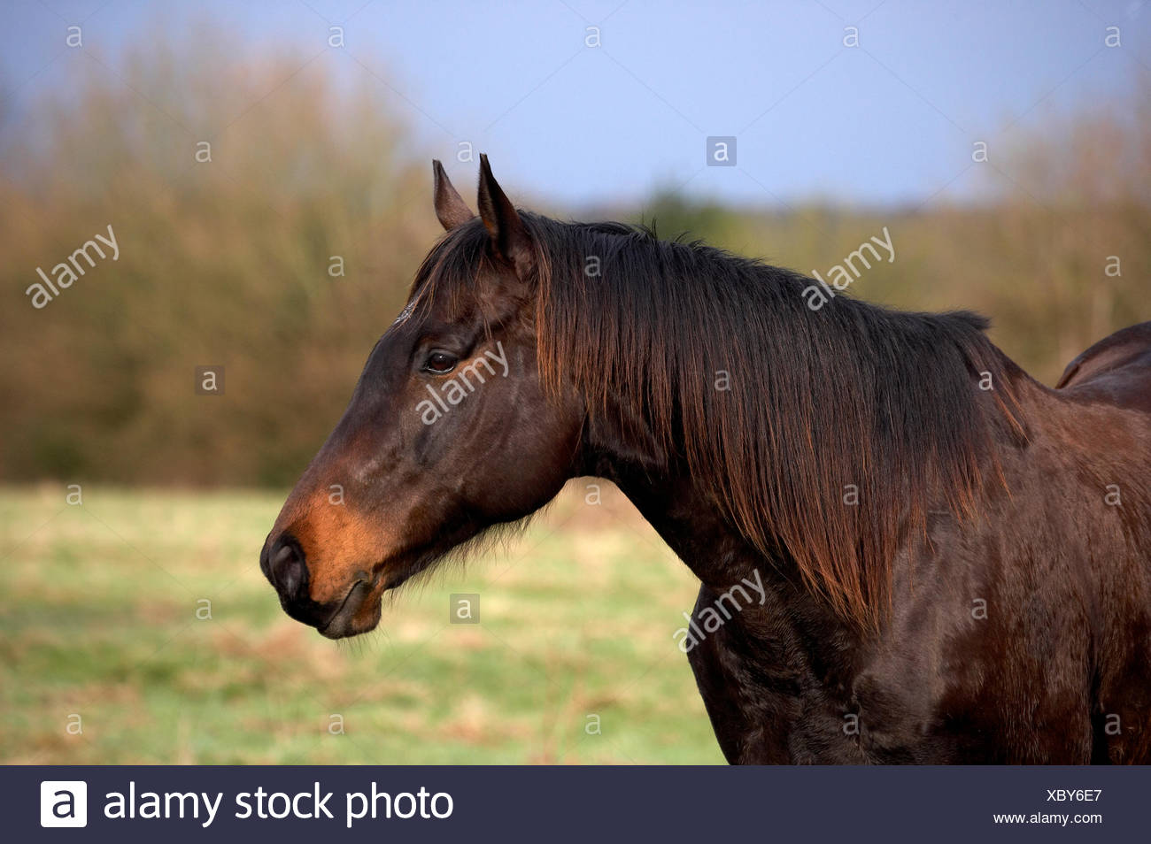 English Thoroughbred Horse Stock Photos & English Thoroughbred Horse ...