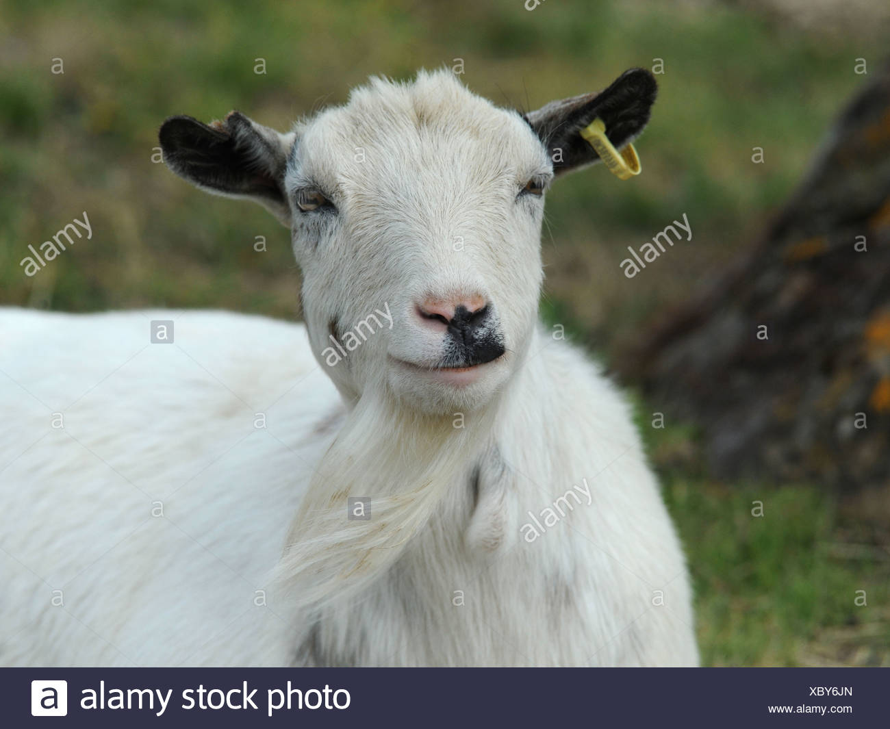 Happy Goat High Resolution Stock Photography and Images - Alamy
