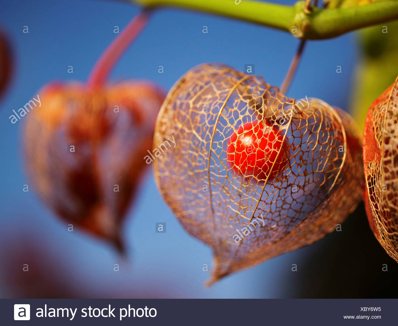 Nightshade Family Solanaceae High Resolution Stock Photography and ...