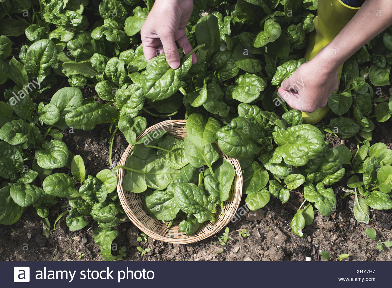Spinach Plant Ground Stock Photos & Spinach Plant Ground Stock Images ...