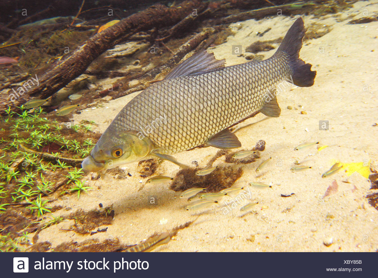 Prochilodus Lineatus Stock Photos & Prochilodus Lineatus Stock Images ...