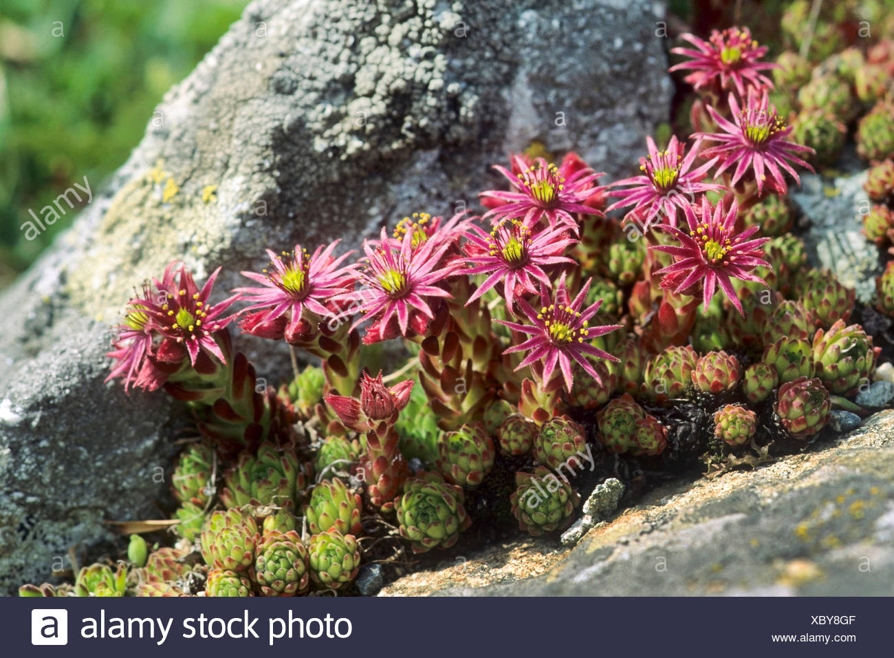House Leek Stock Photos & House Leek Stock Images - Alamy