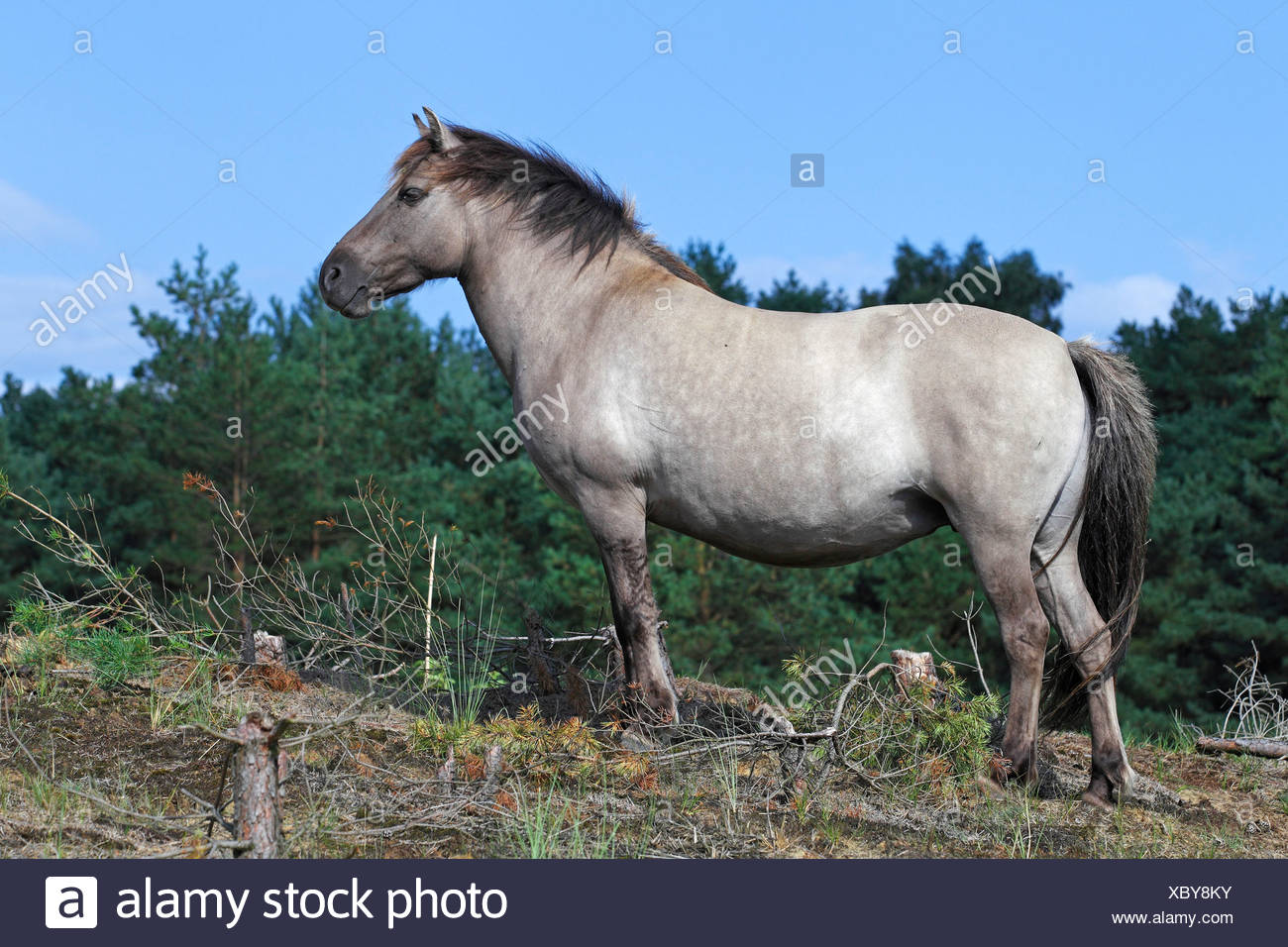 Tarpan Horse High Resolution Stock Photography and Images - Alamy