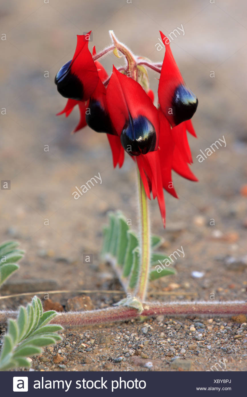 Sturt Desert Pea High Resolution Stock Photography and Images - Alamy