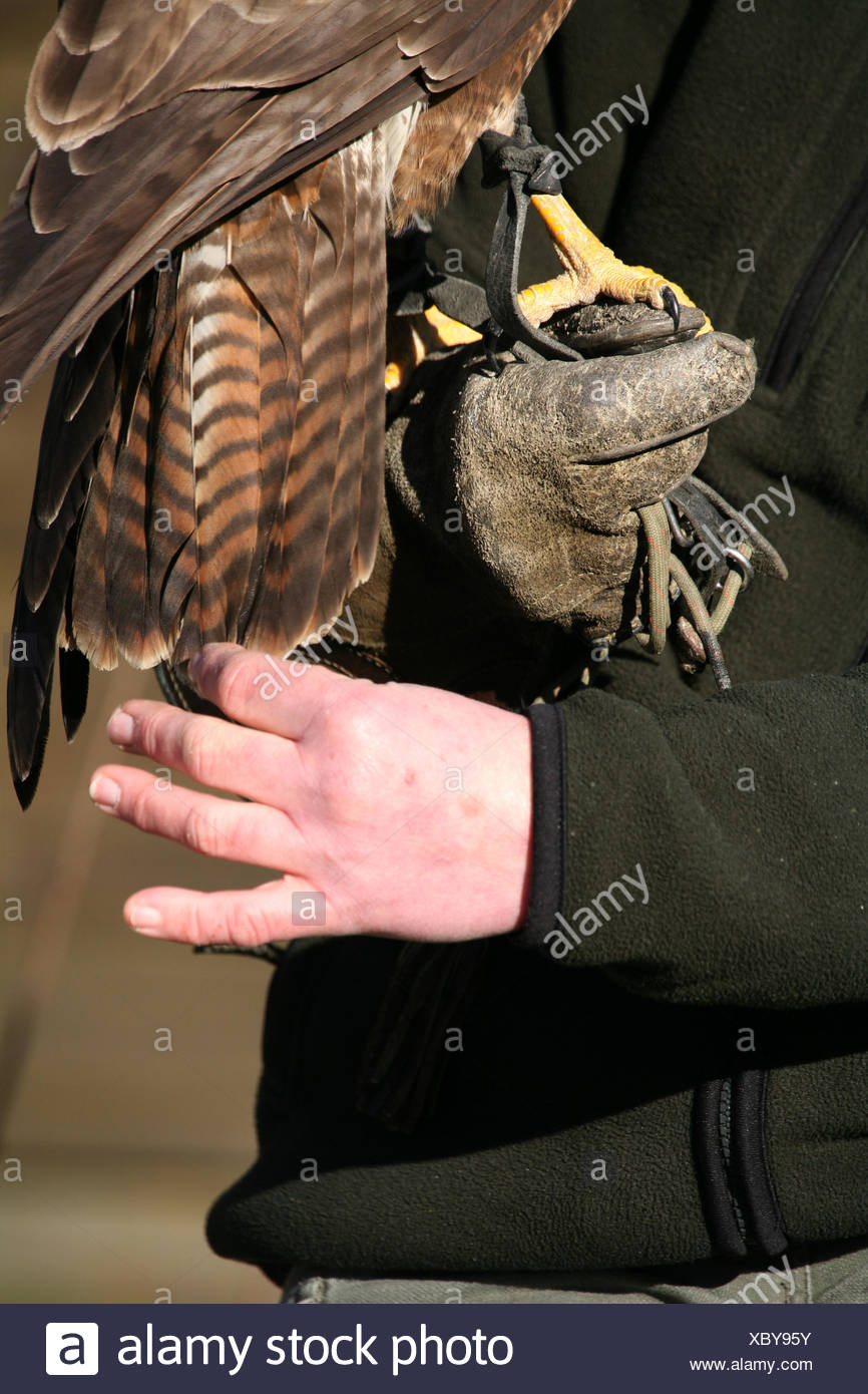 Falconer Gauntlet High Resolution Stock Photography and Images - Alamy