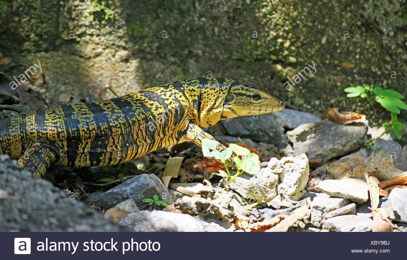 Teju Stock Photos & Teju Stock Images - Alamy