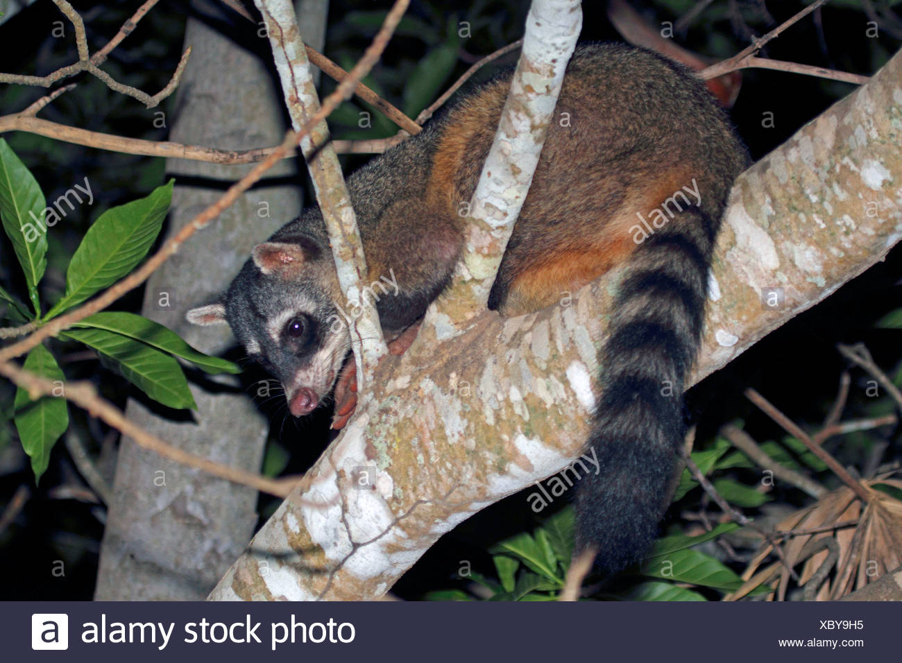South American Raccoon High Resolution Stock Photography and Images - Alamy