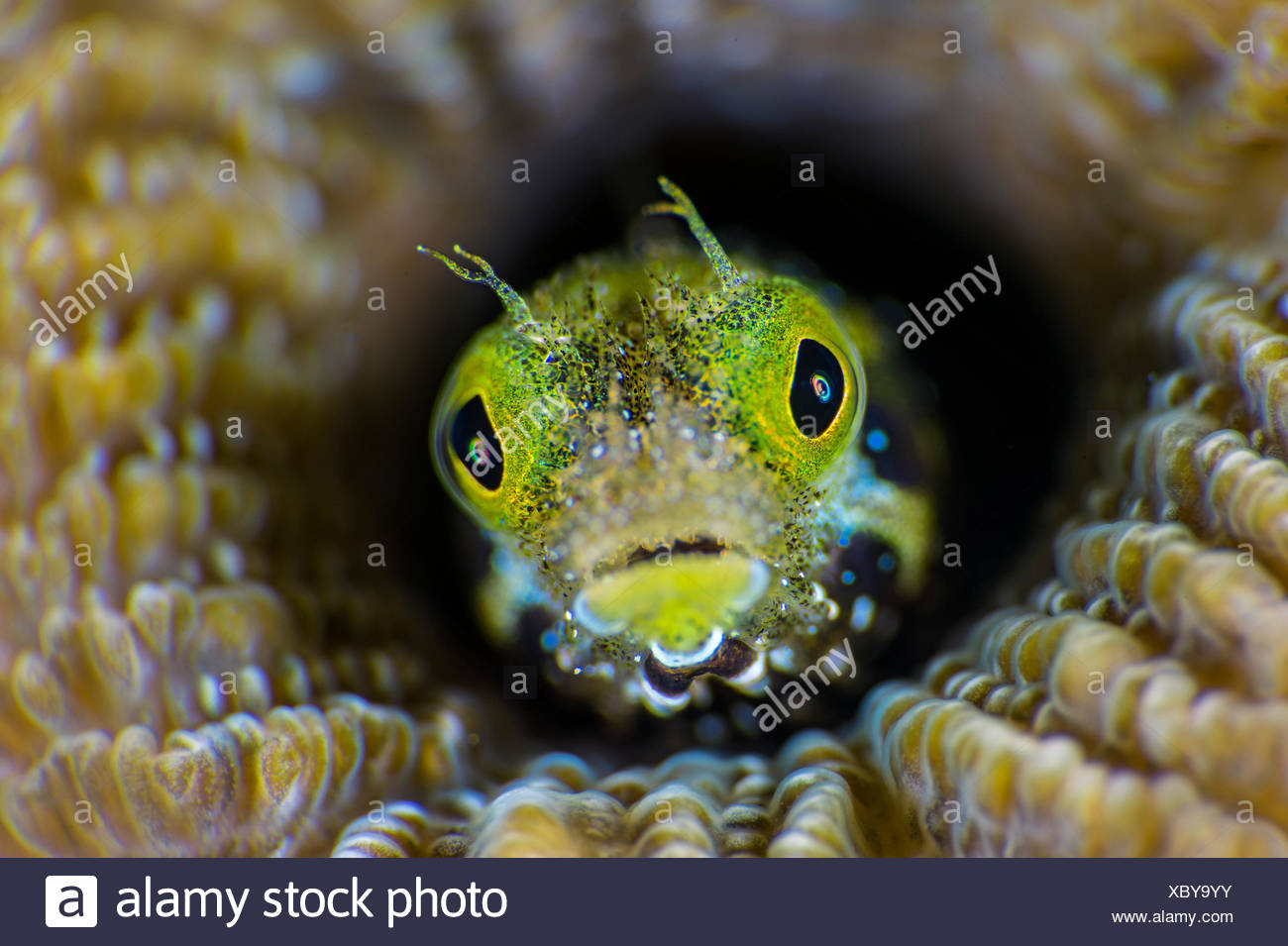 The Magnification High Resolution Stock Photography and Images - Alamy