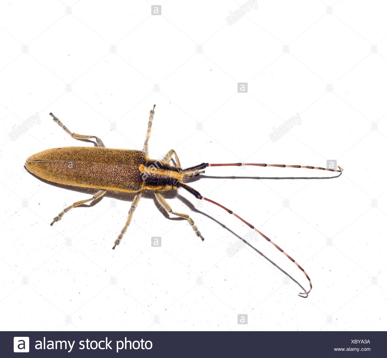 Brown And Yellow Beetle Stock Photos & Brown And Yellow Beetle Stock ...