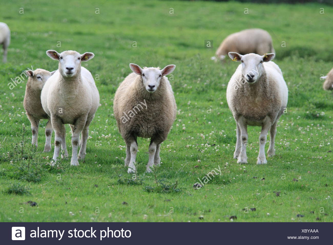 Useful Animals Stock Photos & Useful Animals Stock Images - Alamy