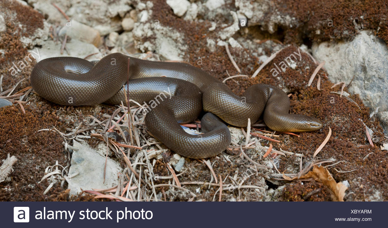Snakes Of Canada Stock Photos & Snakes Of Canada Stock Images - Alamy