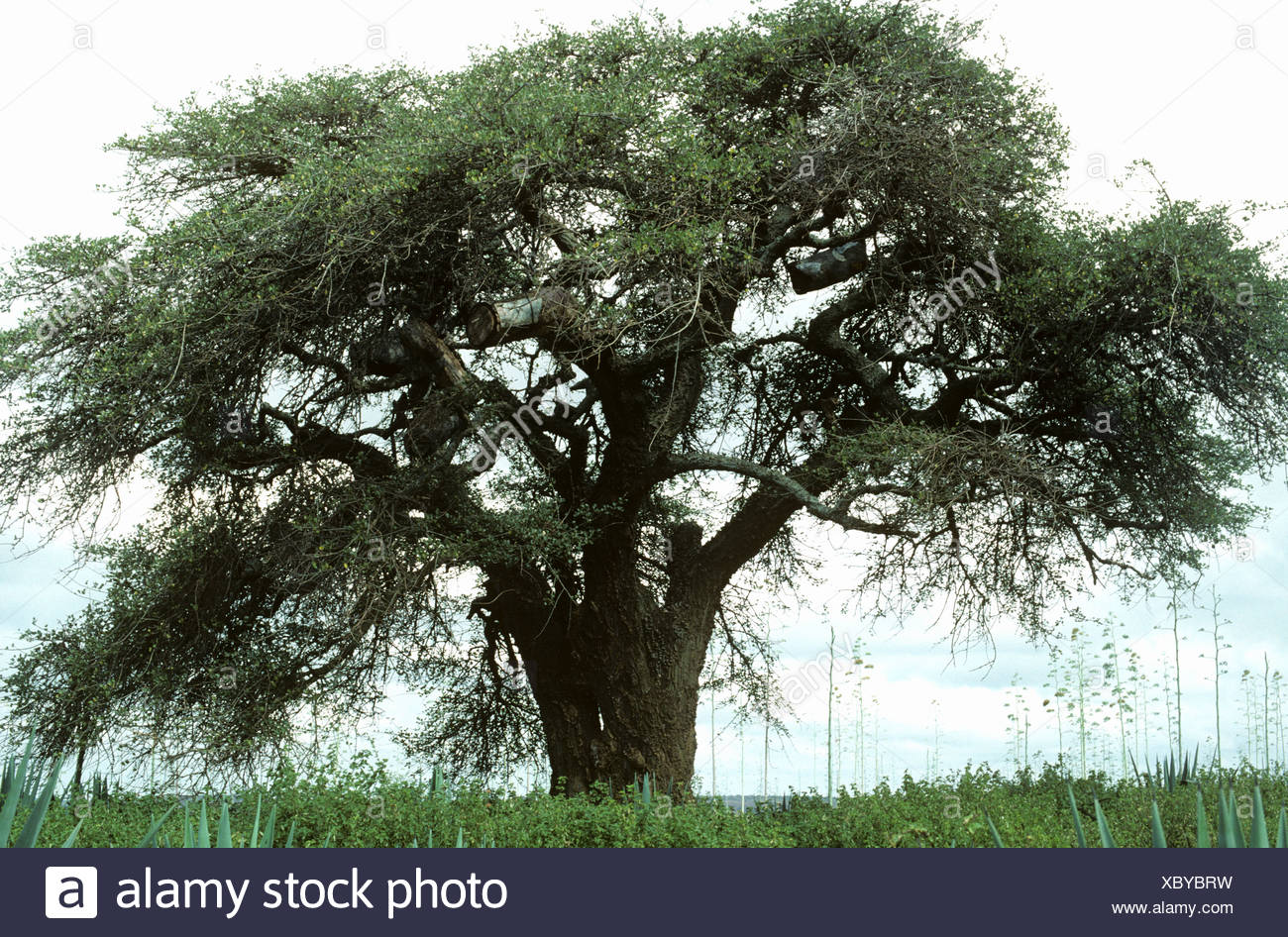 African Beehives High Resolution Stock Photography and Images - Alamy